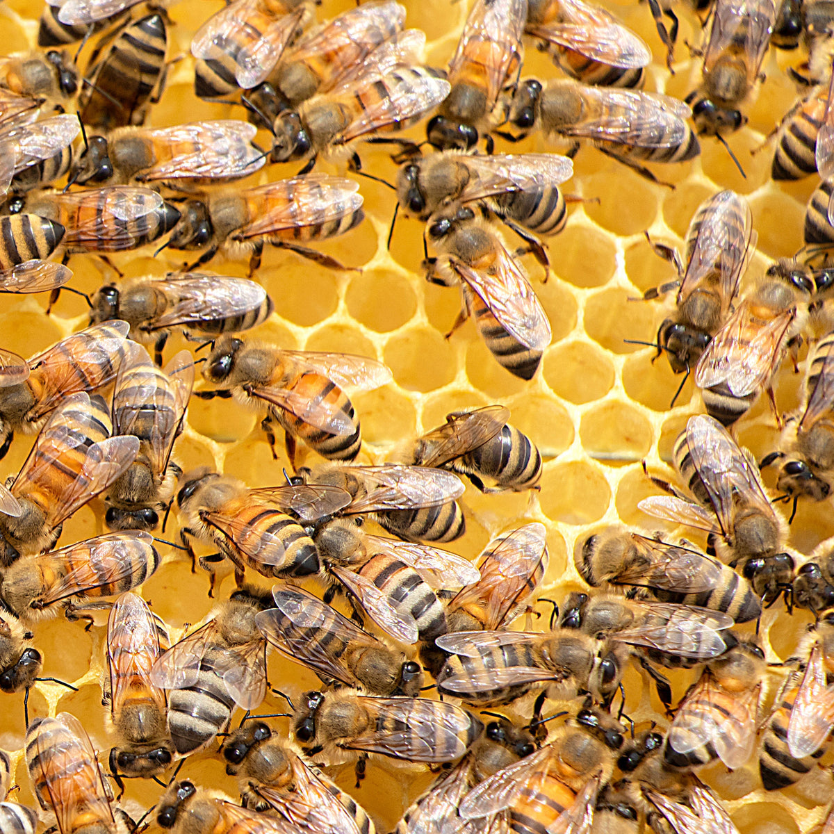 September 2020 Newsletter – Healing Bees Natural Skincare