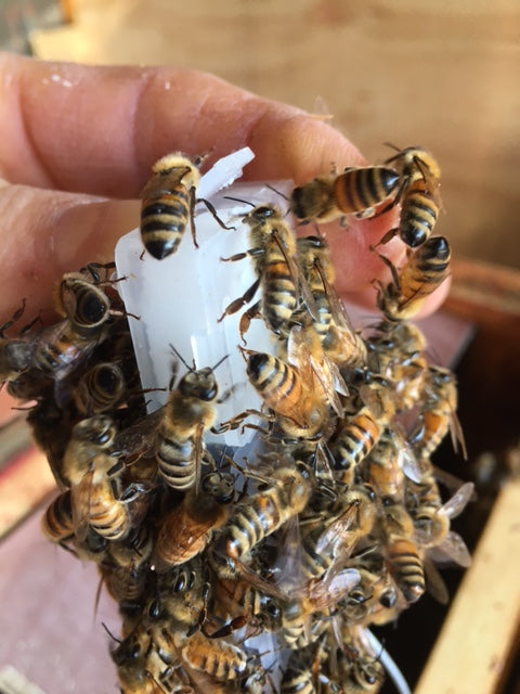 Guide for inserting Bee packages – Healing Bees Natural Skincare