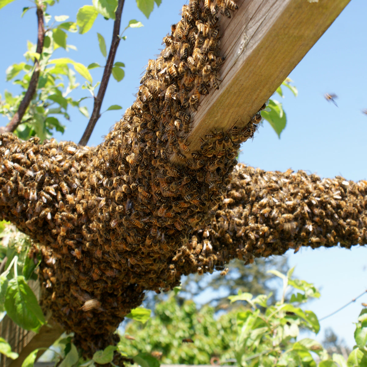 Why Honey Bees Swarm – Healing Bees Natural Skincare