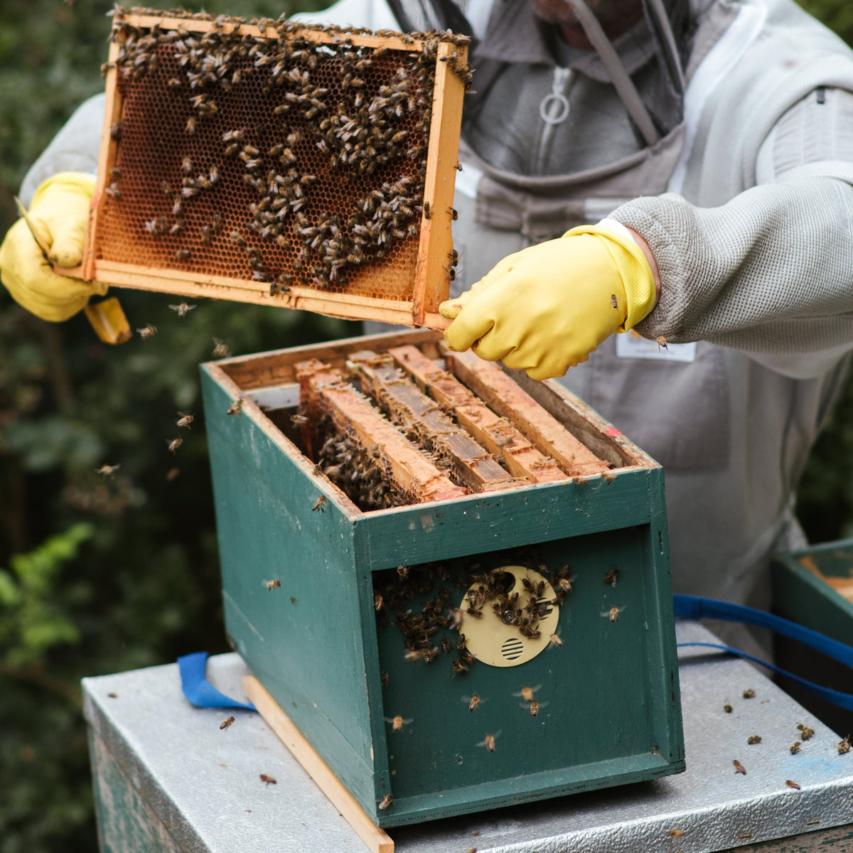 Honey Bees - Locally raised NUCS- RESERVATION – Healing Bees Natural ...